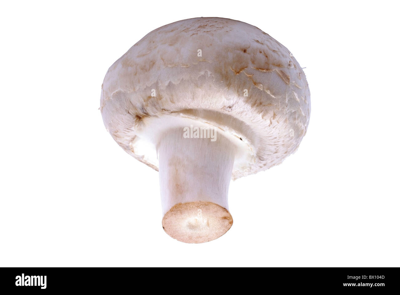 Champignon mushroom macro isolated on the white background Stock Photo ...