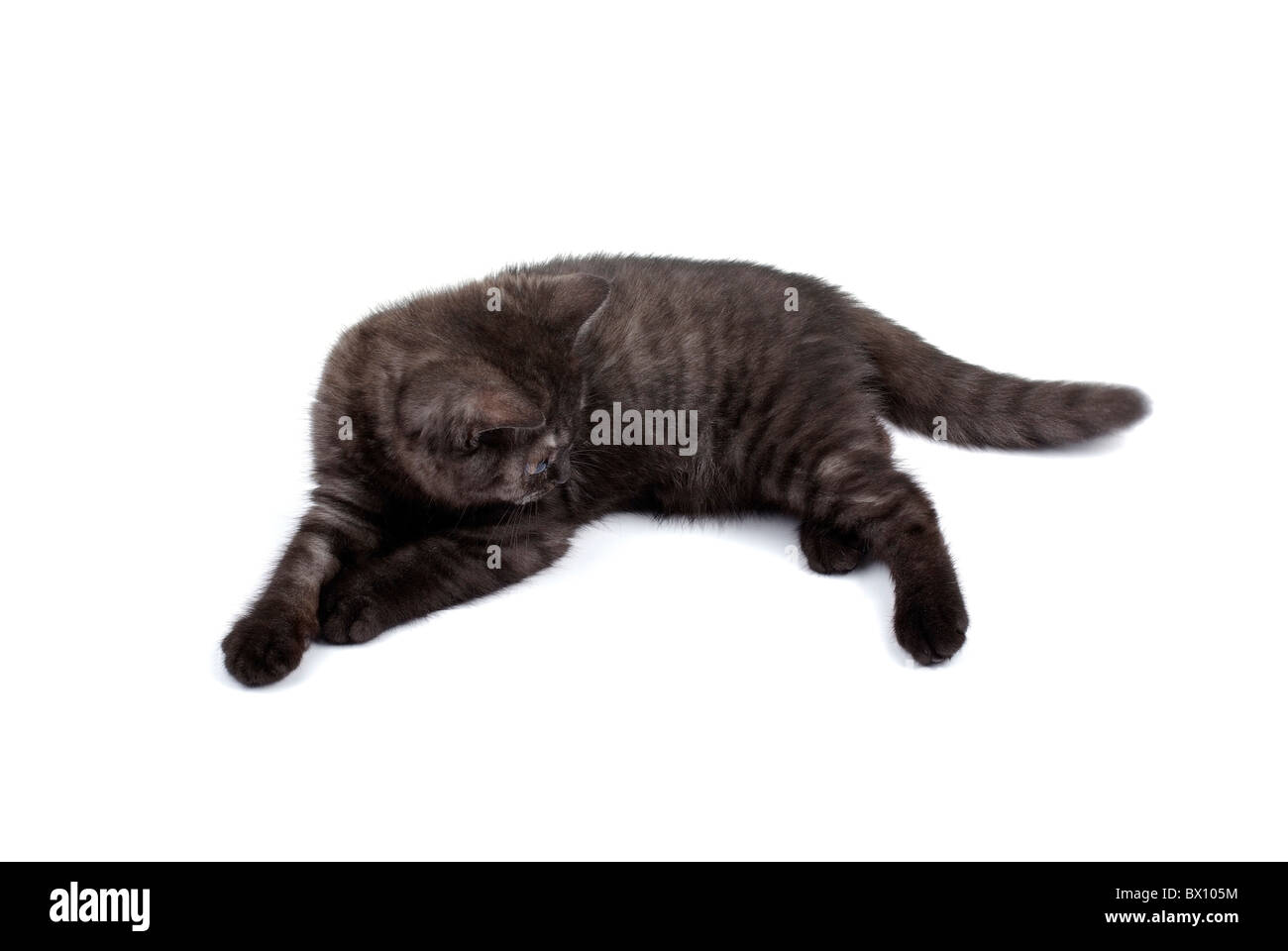 Gray with black british kitty isolated on white background with shadow ...