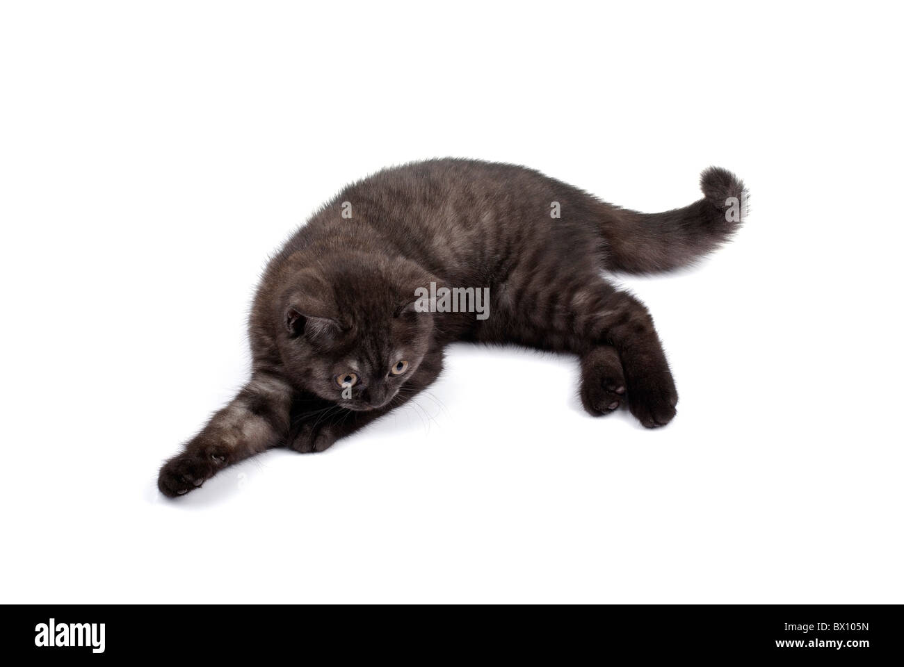 British small kitty isolated on white background with shadow Stock ...