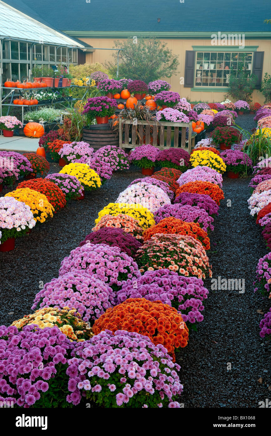 Colorful autumn display of mums and pumpkins at this country store in ...