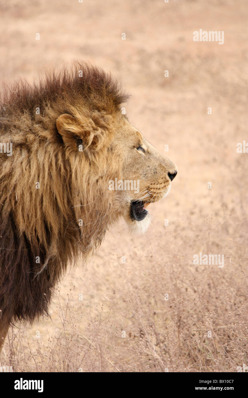 Lion, Ngorongoro Crater, Tanzania Stock Photo - Alamy