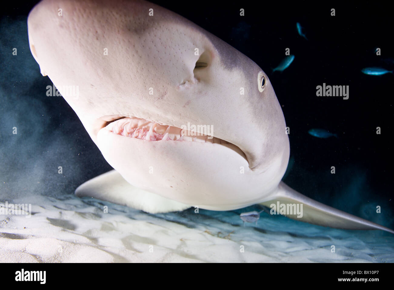 Lemon shark hi-res stock photography and images - Alamy