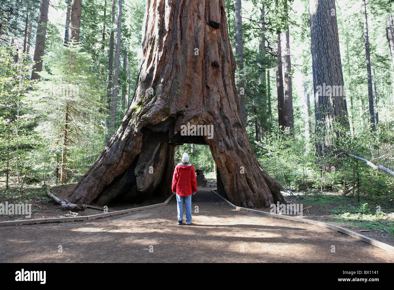 Giant sequoia redwood hi-res stock photography and images - Alamy