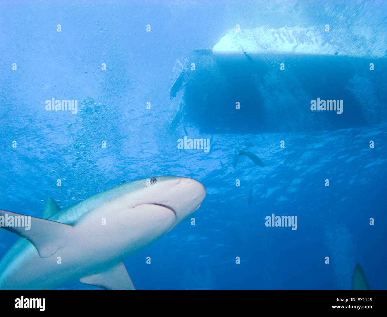 Caribbean Reef Shark, Nassau, Bahamas Stock Photo - Alamy