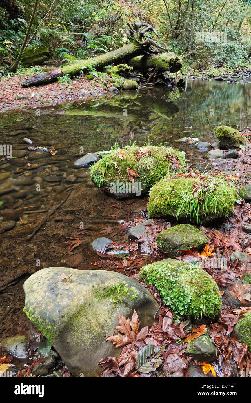 Rocks line forest creek Stock Photo - Alamy