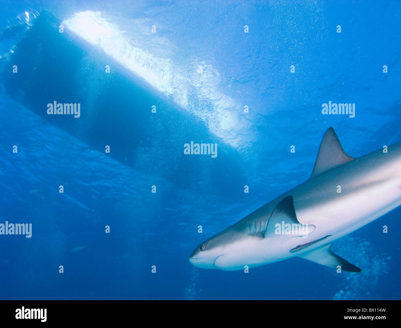 Caribbean Reef Shark, Nassau, Bahamas Stock Photo - Alamy