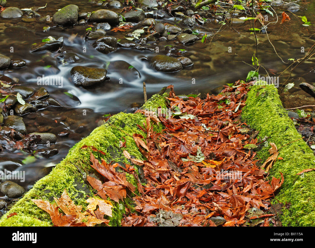 Moss covered log leads to flowing water Stock Photo - Alamy