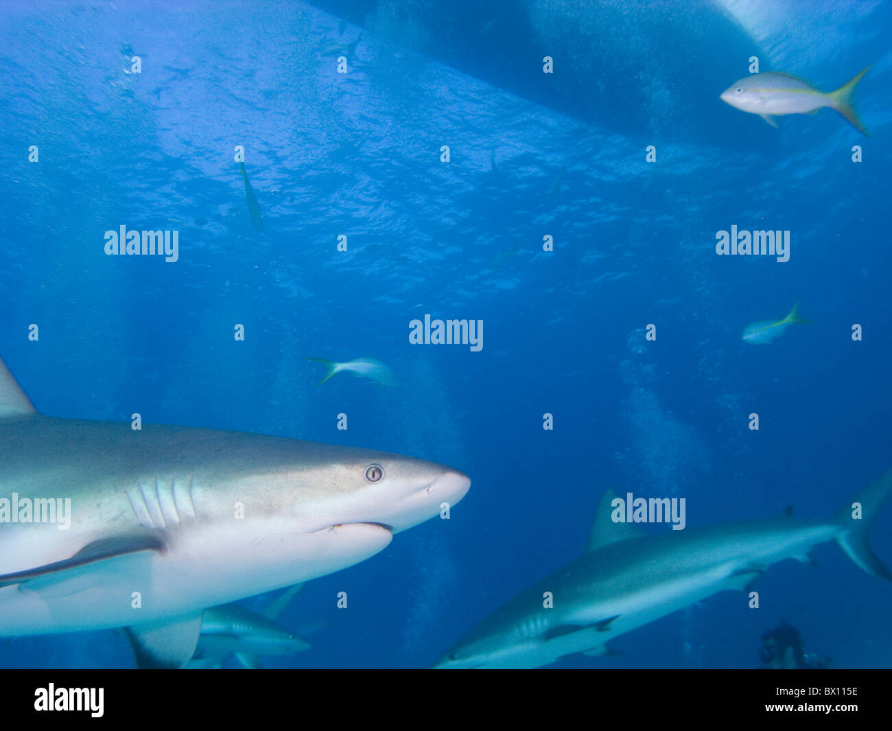 Caribbean Reef Sharks, Nassau, Bahamas Stock Photo - Alamy