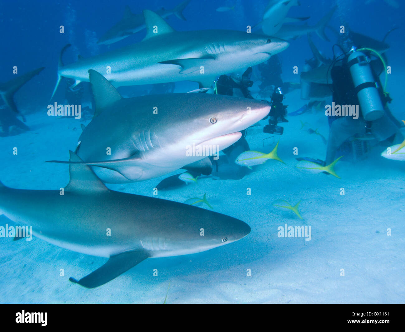 Caribbean Reef Sharks, Nassau, Bahamas Stock Photo - Alamy