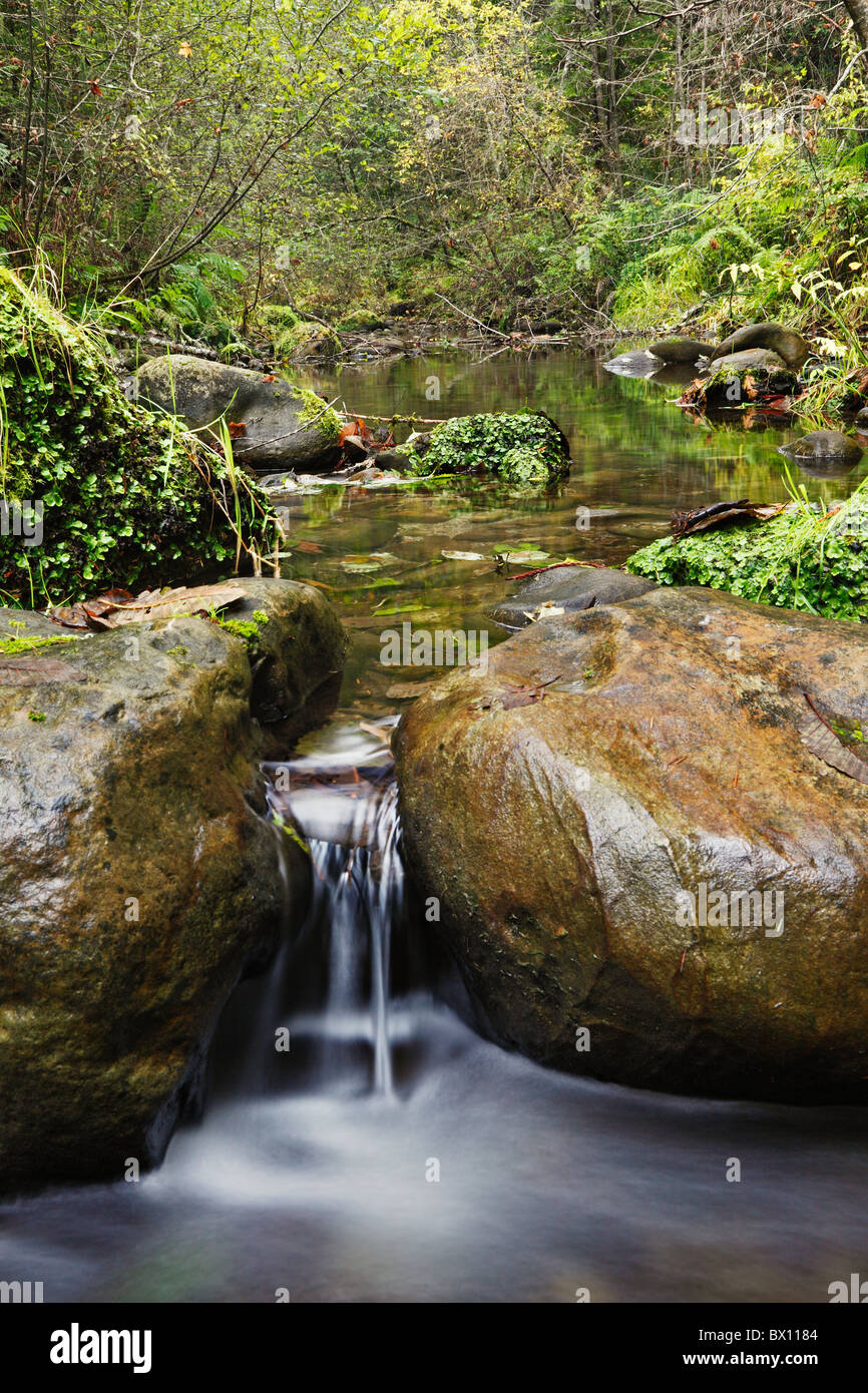 Serene forest stream Stock Photo - Alamy