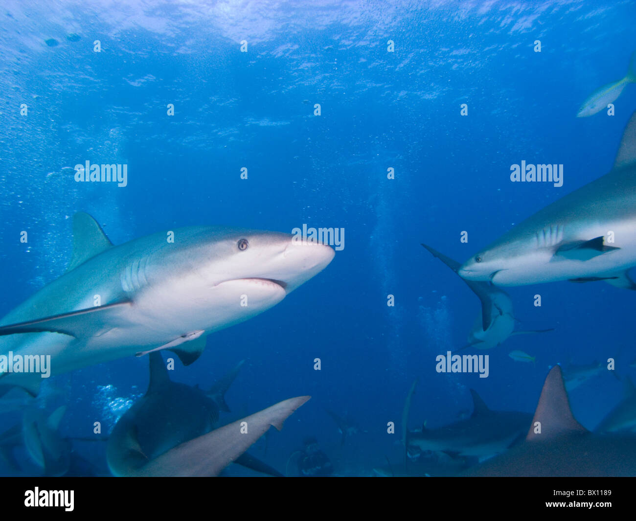 Caribbean Reef Sharks, Nassau, Bahamas Stock Photo - Alamy