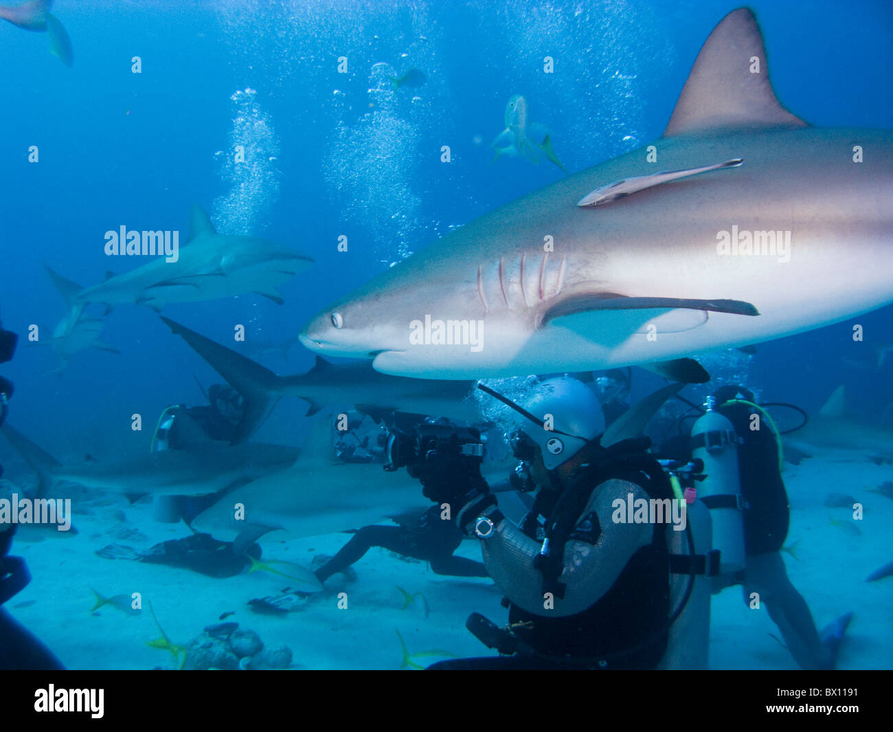 Caribbean Reef Sharks, Nassau, Bahamas Stock Photo - Alamy