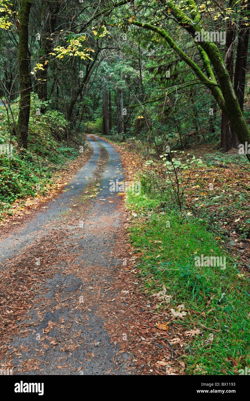 Rural Forest Road Stock Photo - Alamy