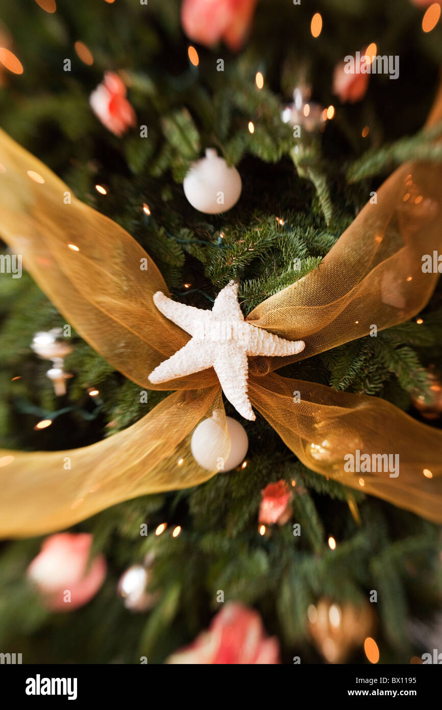 Starfish tree hi-res stock photography and images - Alamy