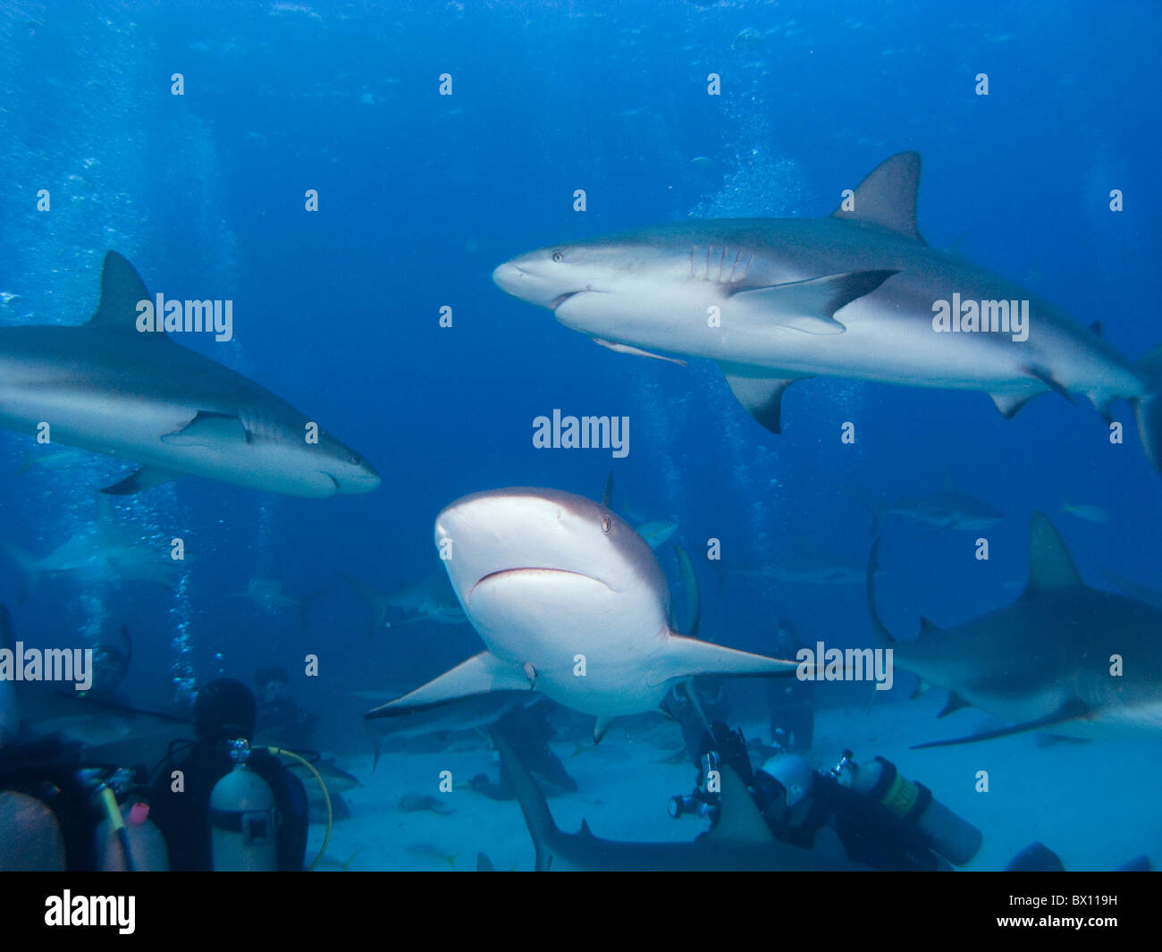 Caribbean Reef Sharks, Nassau, Bahamas Stock Photo - Alamy