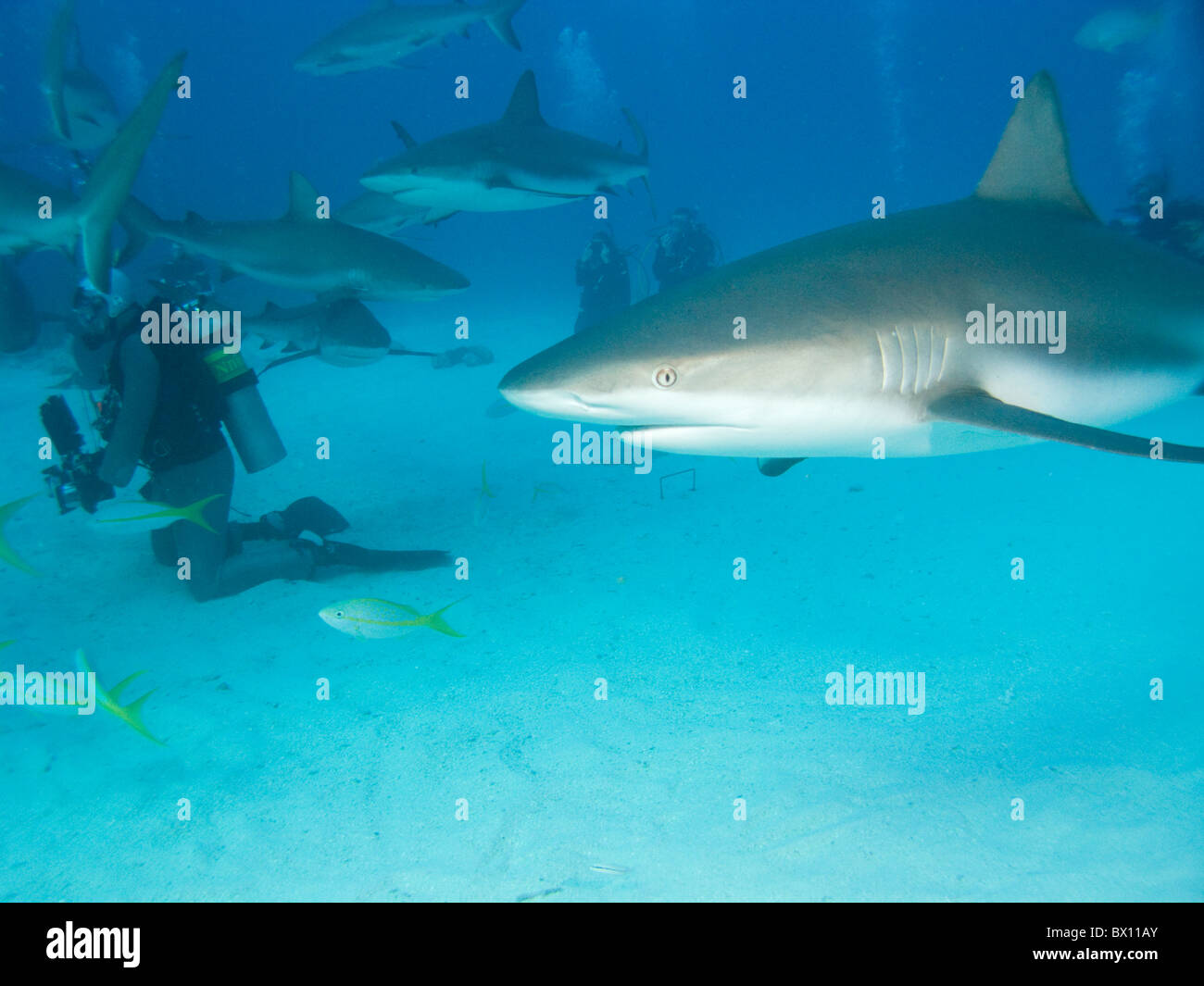 Caribbean Reef Sharks, Nassau, Bahamas Stock Photo - Alamy