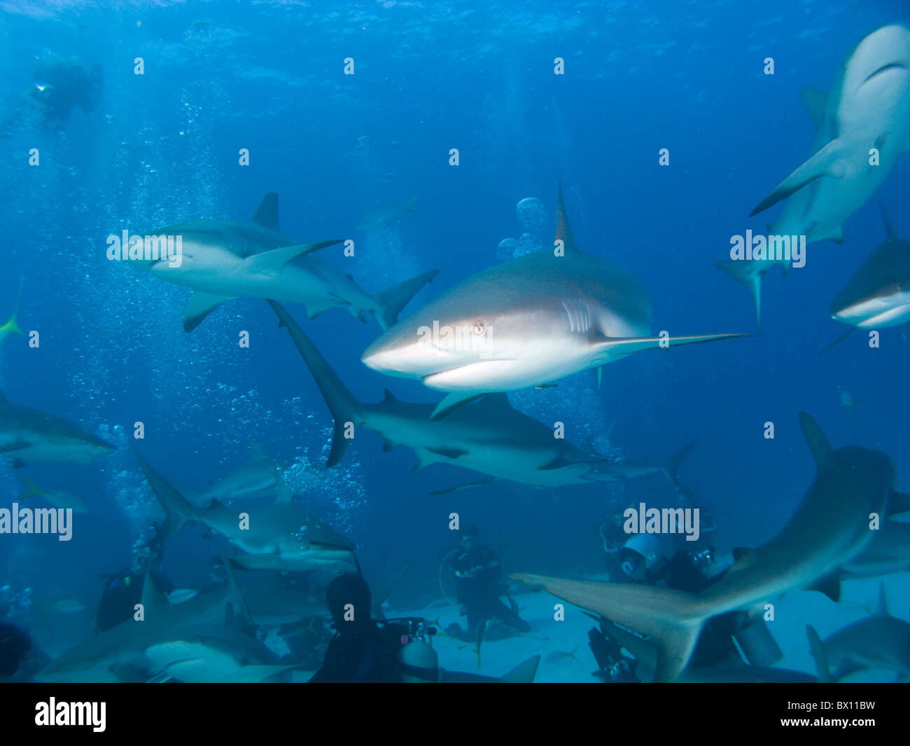 Caribbean Reef Sharks, Nassau, Bahamas Stock Photo - Alamy