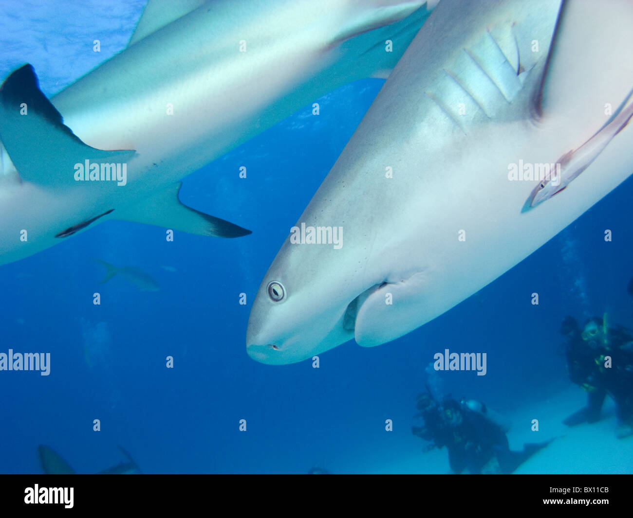 Caribbean Reef Sharks, Nassau, Bahamas Stock Photo - Alamy
