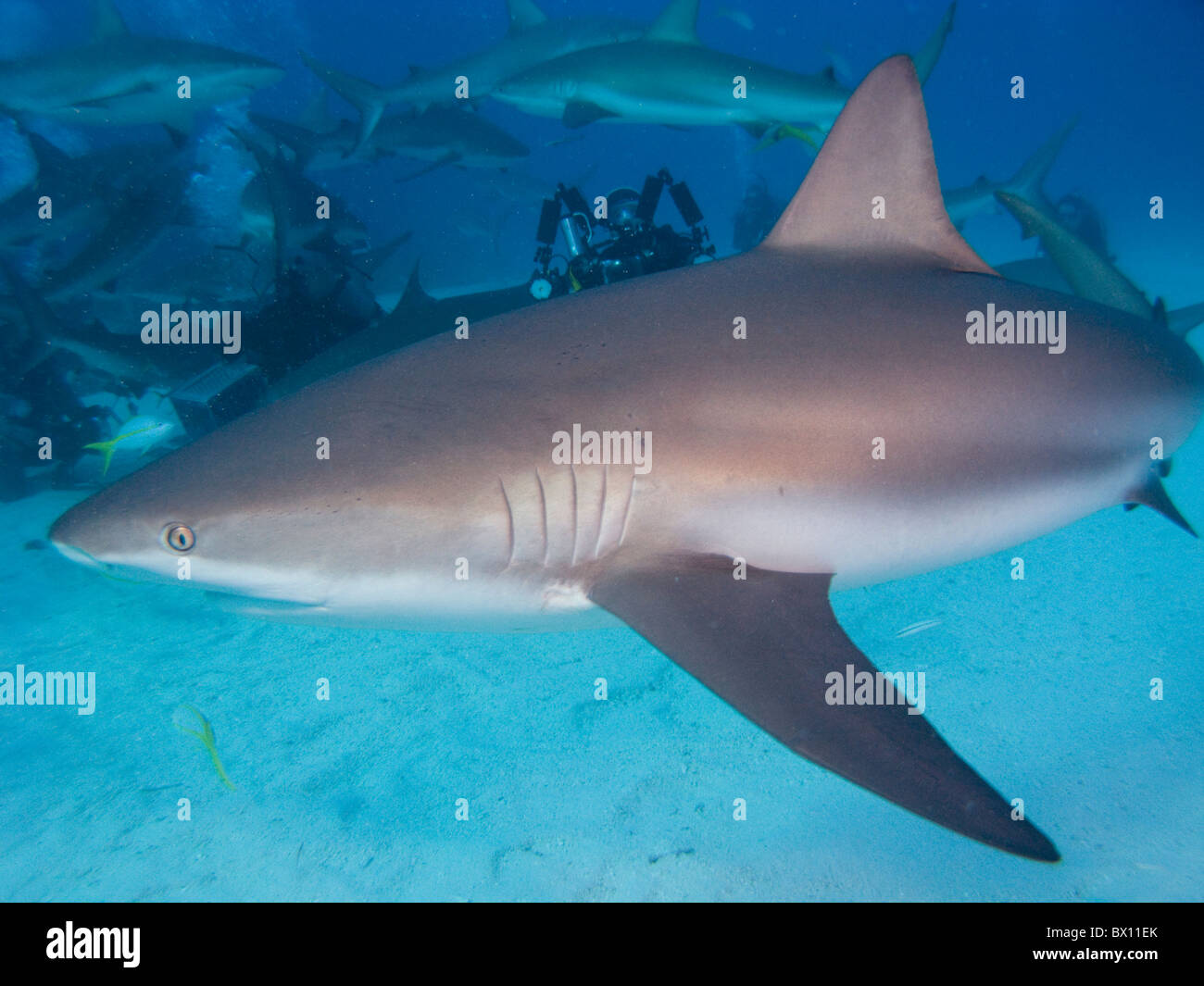 Caribbean Reef Shark