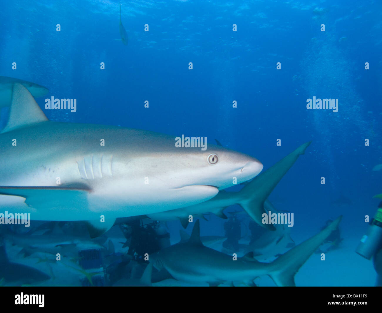Caribbean Reef Sharks, Nassau, Bahamas Stock Photo - Alamy