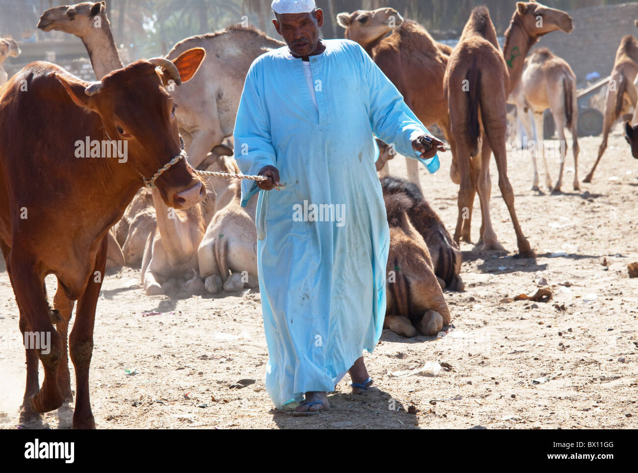 Livestock transport hi-res stock photography and images - Alamy