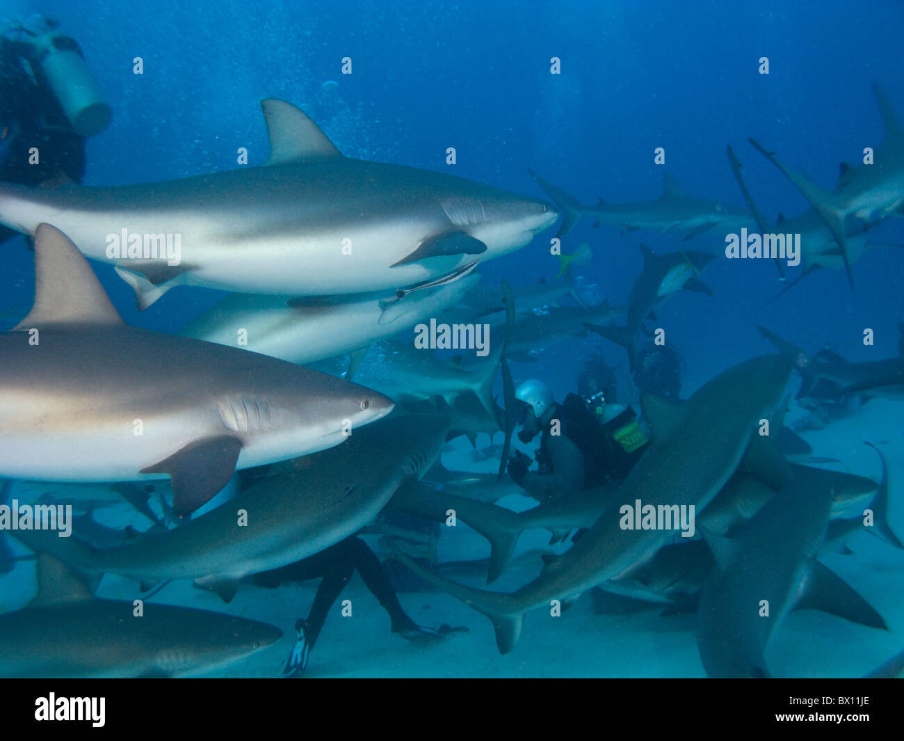 Caribbean Reef Sharks, Nassau, Bahamas Stock Photo - Alamy