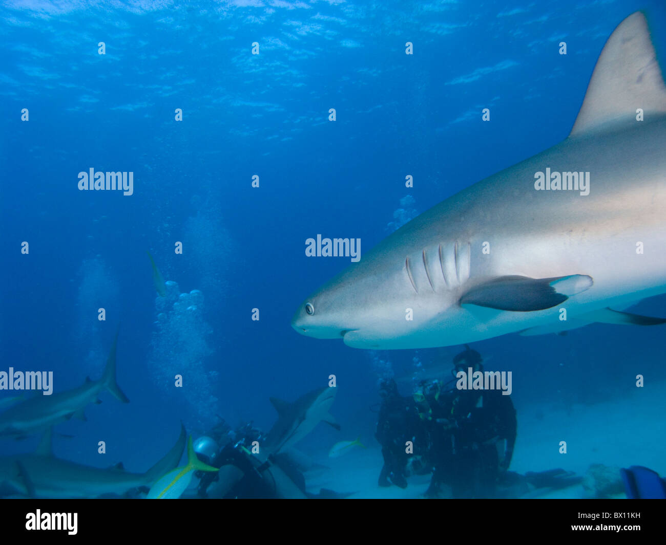 Caribbean Reef Sharks, Nassau, Bahamas Stock Photo - Alamy