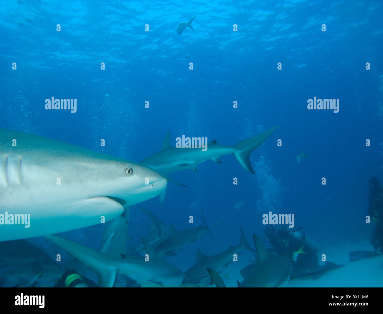Caribbean Reef Sharks, Nassau, Bahamas Stock Photo - Alamy