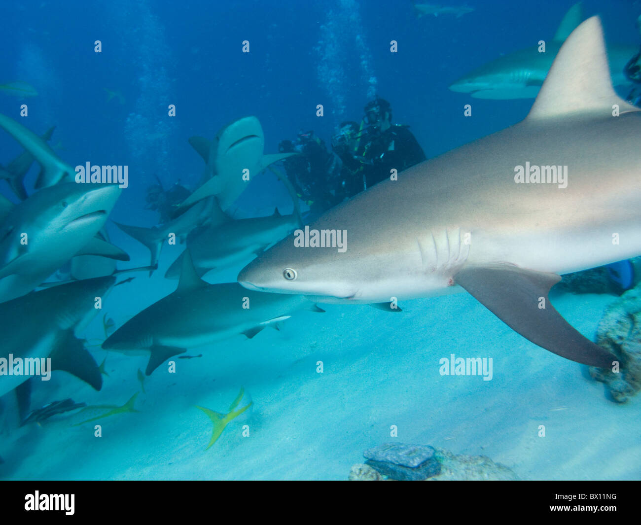 Caribbean reef sharks divers bahamas hi-res stock photography and ...