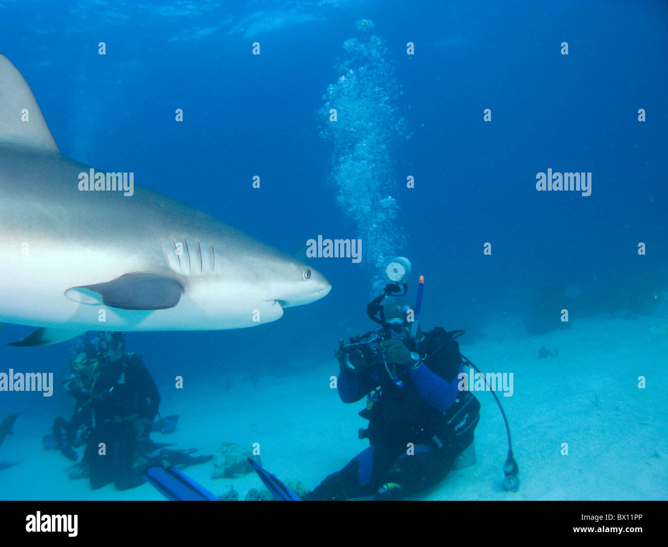 Caribbean Reef Shark, Nassau, Bahamas Stock Photo - Alamy