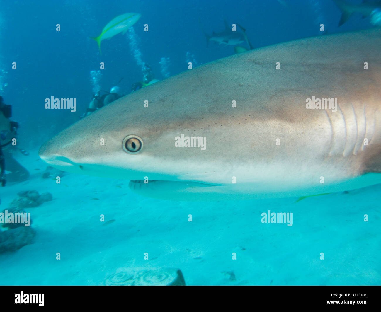 Caribbean Reef Shark, Nassau, Bahamas Stock Photo - Alamy