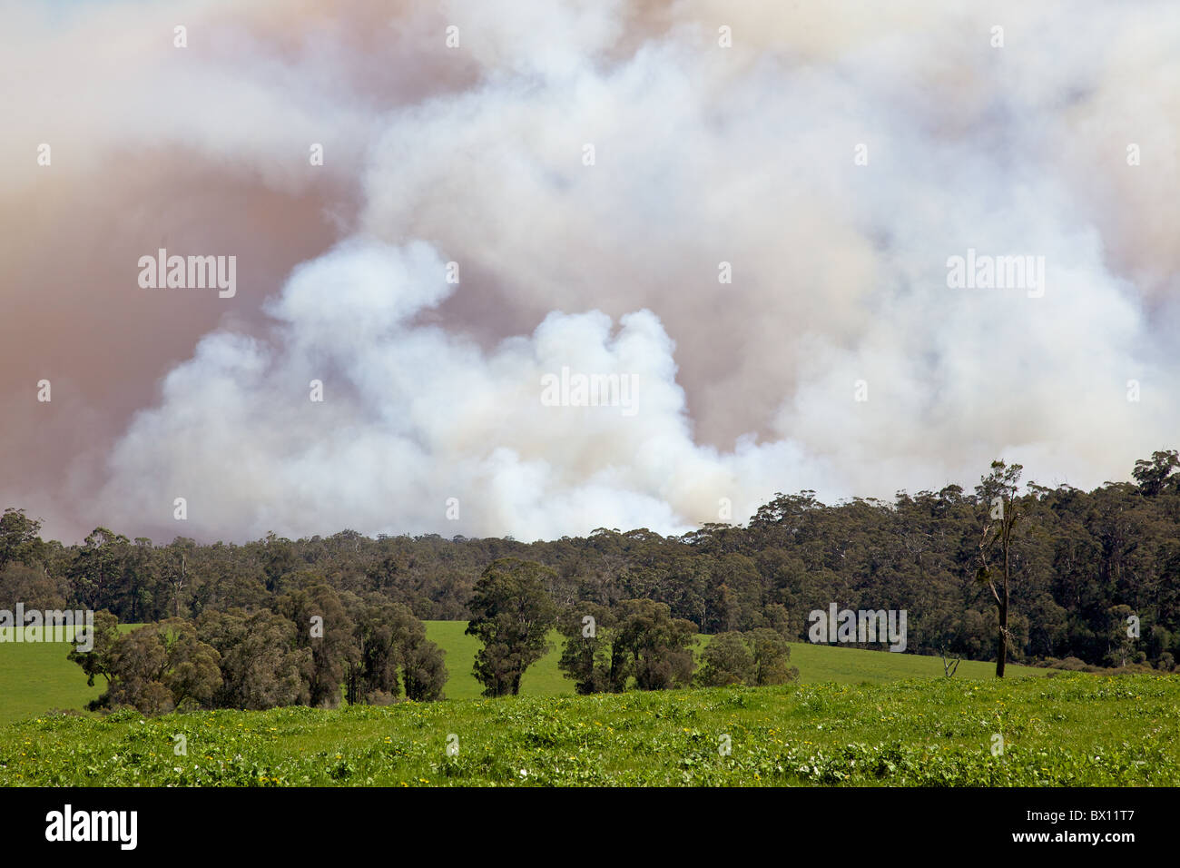 Dense forest australia hi-res stock photography and images - Alamy