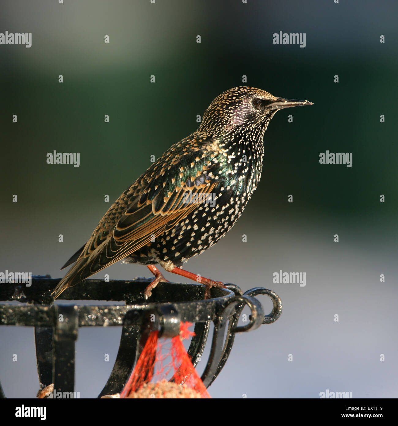 On fat ball feeder hi-res stock photography and images - Alamy