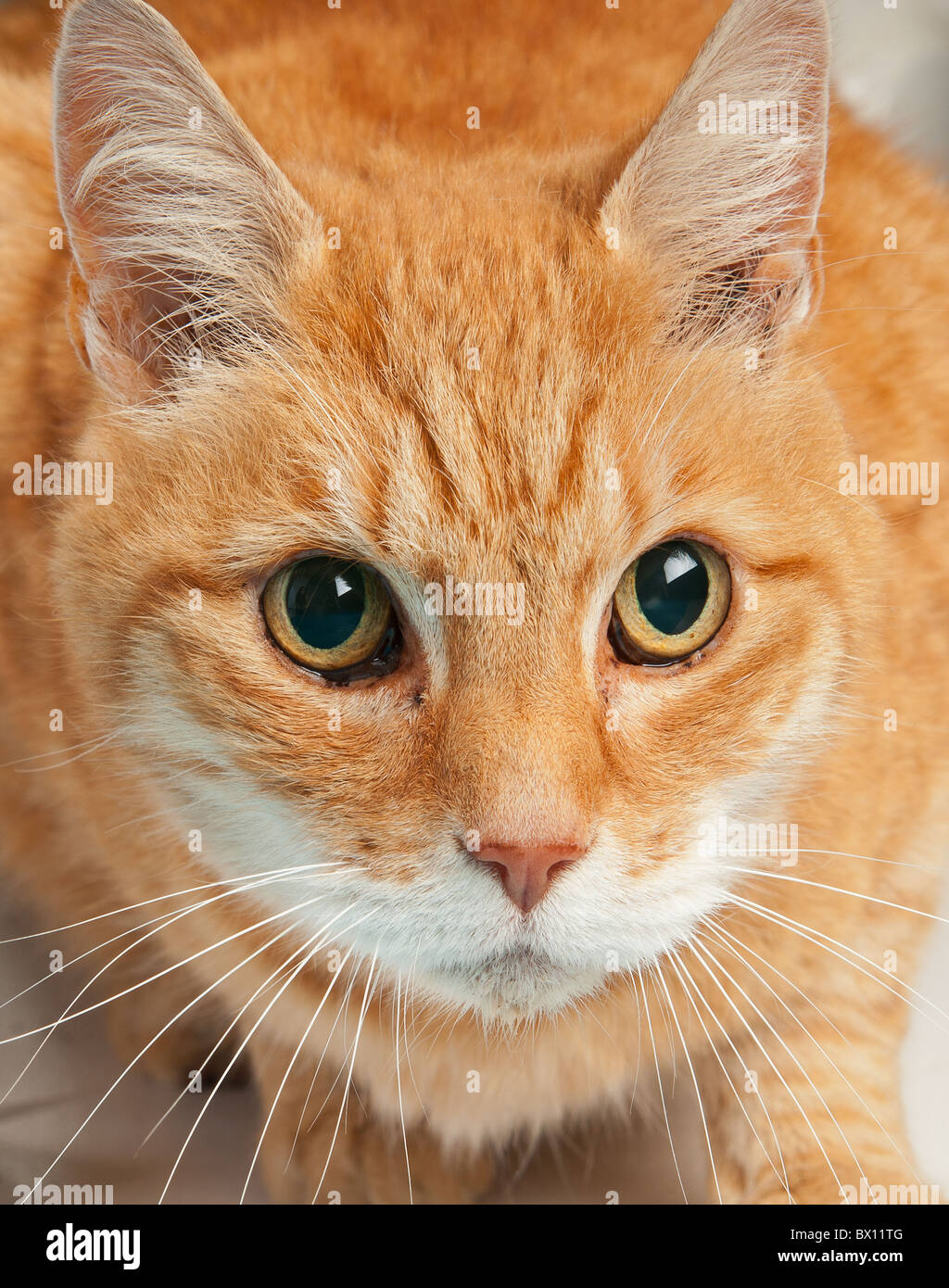 domestic domesticated ginger tom cat cute facial expressions against ...