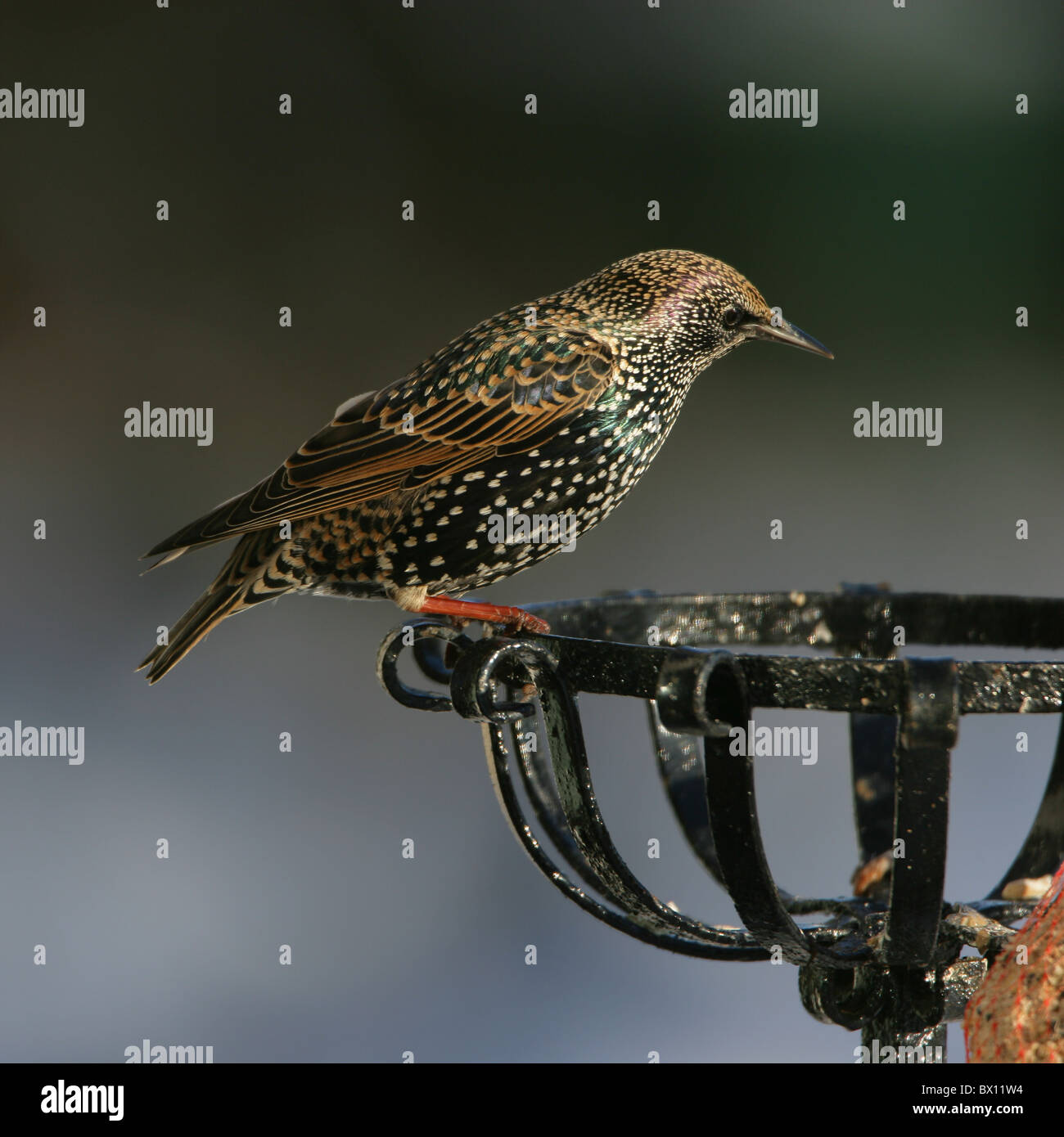 One Starling [Sturnus vulgaris] on [fat ball] feeder in garden with ...