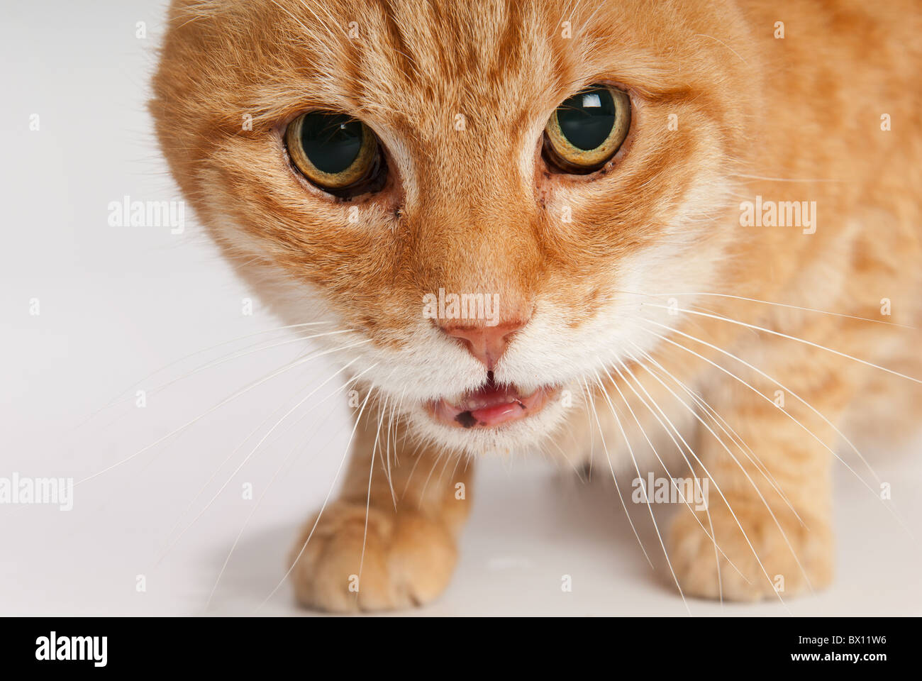 domestic domesticated ginger tom cat cute facial expressions against ...