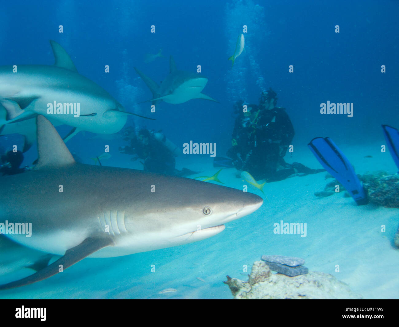 Caribbean Reef Sharks, Nassau, Bahamas Stock Photo - Alamy