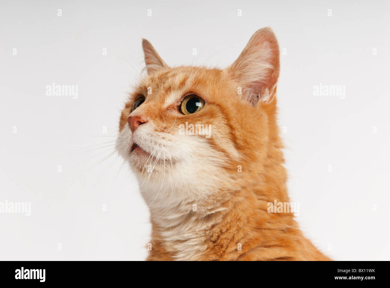domestic domesticated ginger tom cat cute facial expressions against ...