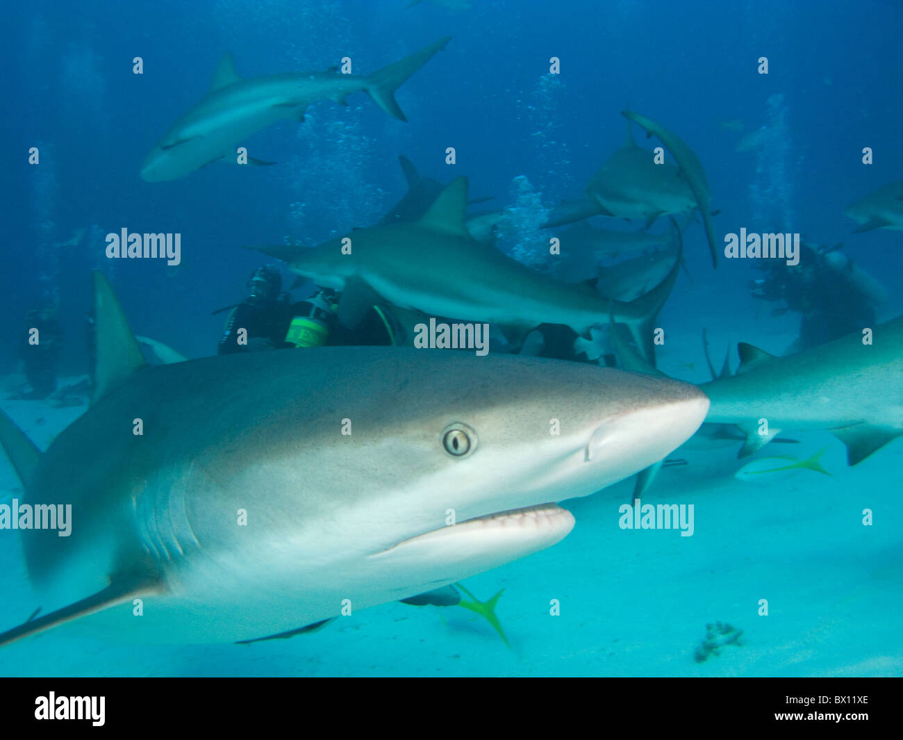 Caribbean Reef Sharks, Nassau, Bahamas Stock Photo - Alamy