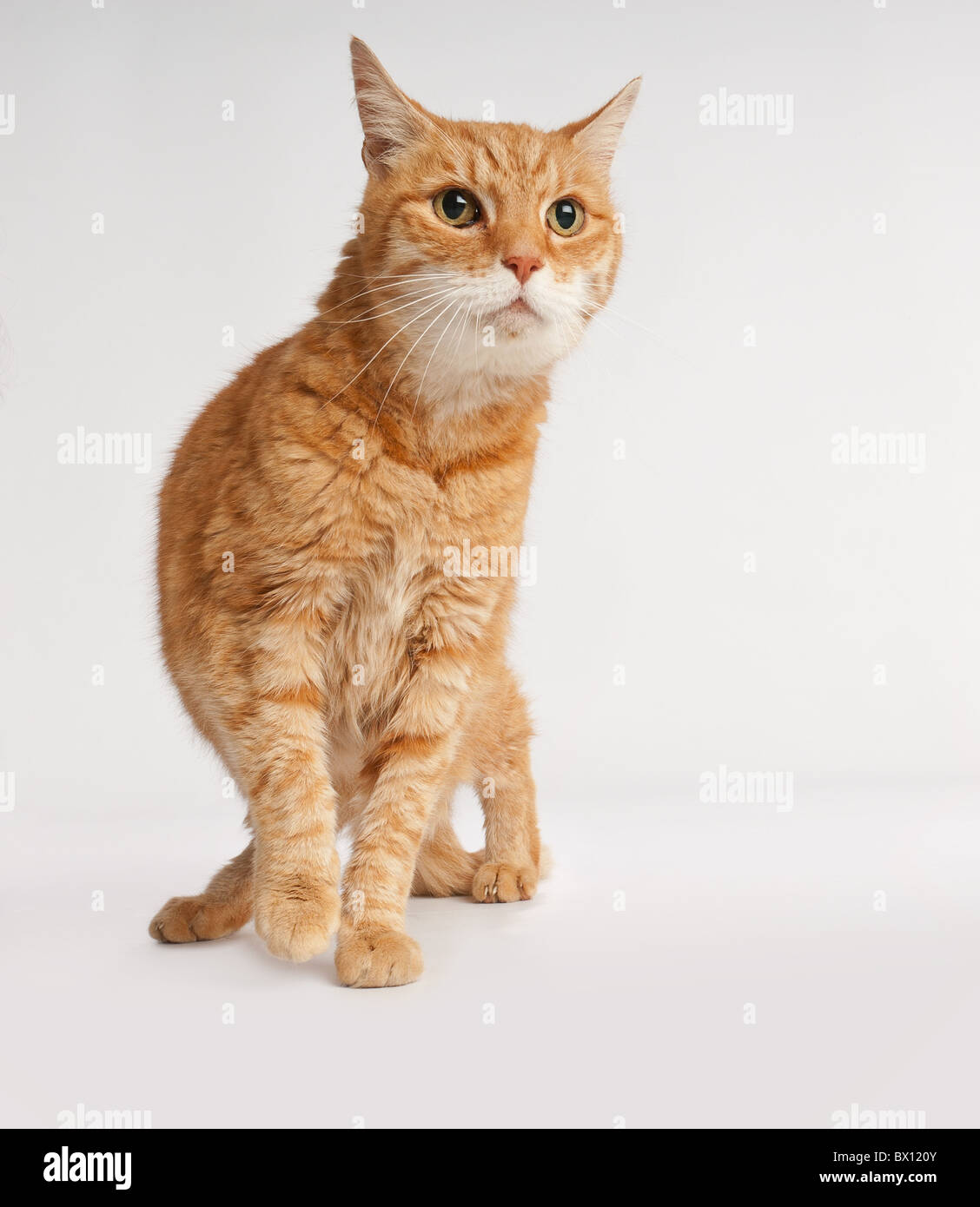 domestic domesticated ginger tom cat cute facial expressions against ...