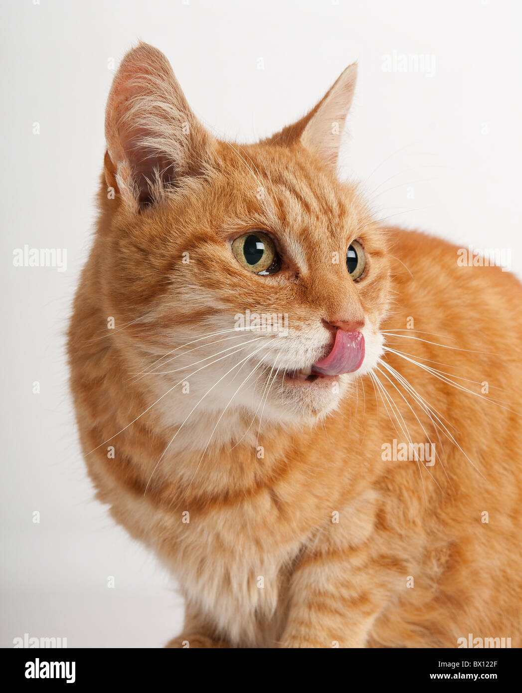 domestic domesticated ginger tom cat cute facial expressions against ...
