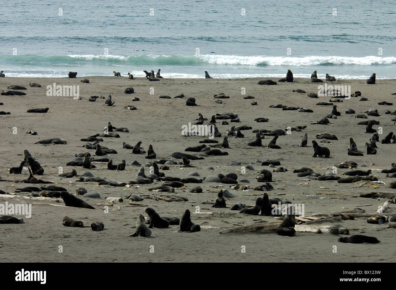 Northern Fur Seal Callorhinus ursinus largest seal rookery in the world ...