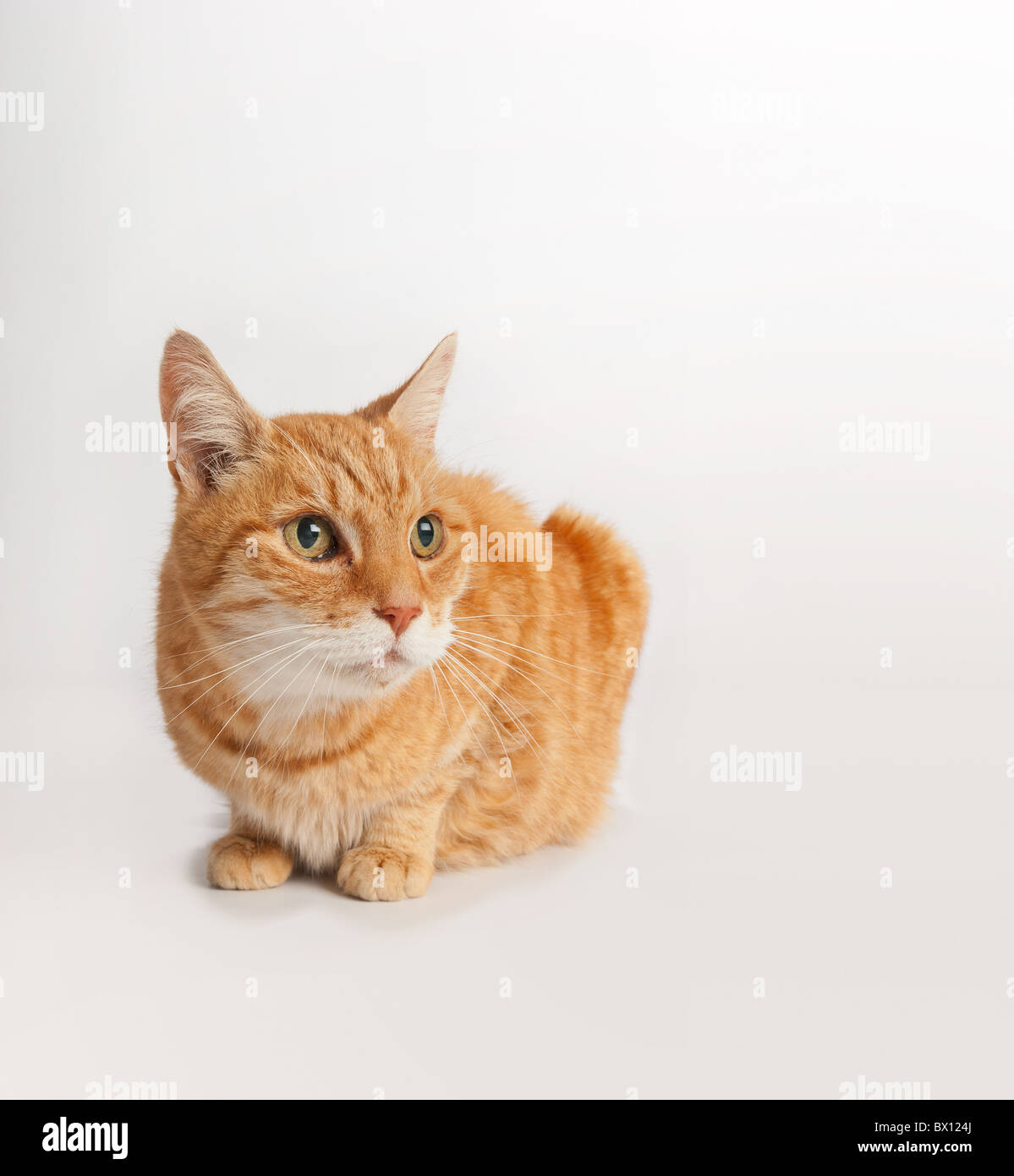 domestic domesticated ginger tom cat cute facial expressions against ...