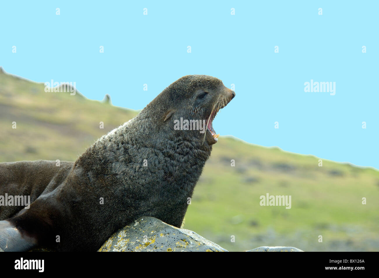 Northern Fur Seal seal animal colony coast sea Callorhinus ursinus ...