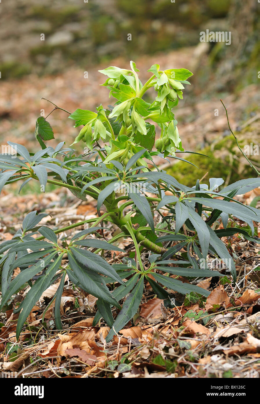 Stinking Hellebore - Helleborus foetidus Stock Photo - Alamy
