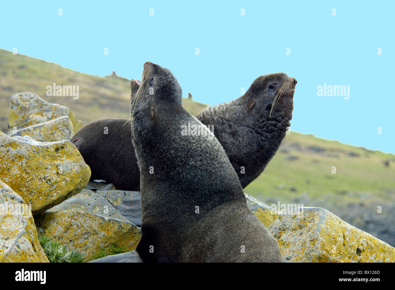 Northern Fur Seal seal animal colony coast sea Callorhinus ursinus ...