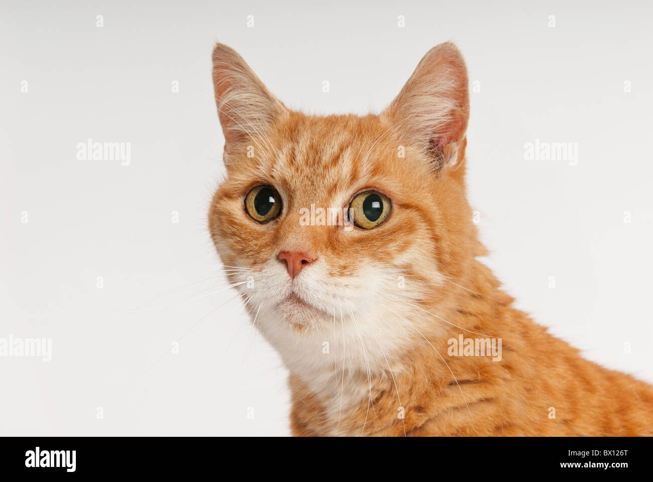 domestic domesticated ginger tom cat cute facial expressions against ...