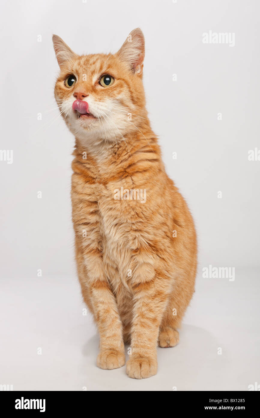 domestic domesticated ginger tom cat cute facial expressions against ...