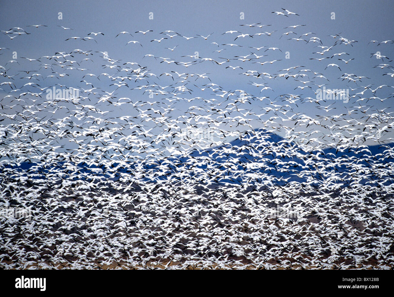 animal animals bird birds birds of passage Bosque del Apache national ...