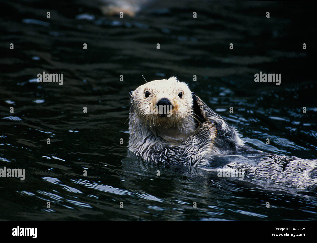 animal animals Enhydra lutris sea otters swimming water Stock Photo - Alamy
